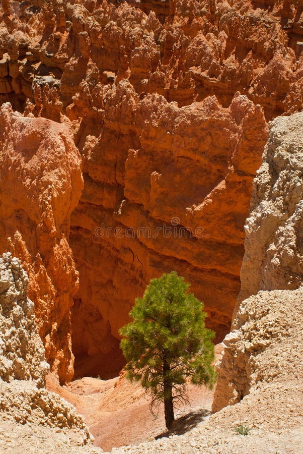 Tree at Bryce Canyon Park, Utah Stock Image - Image of blue, sand: 13195287