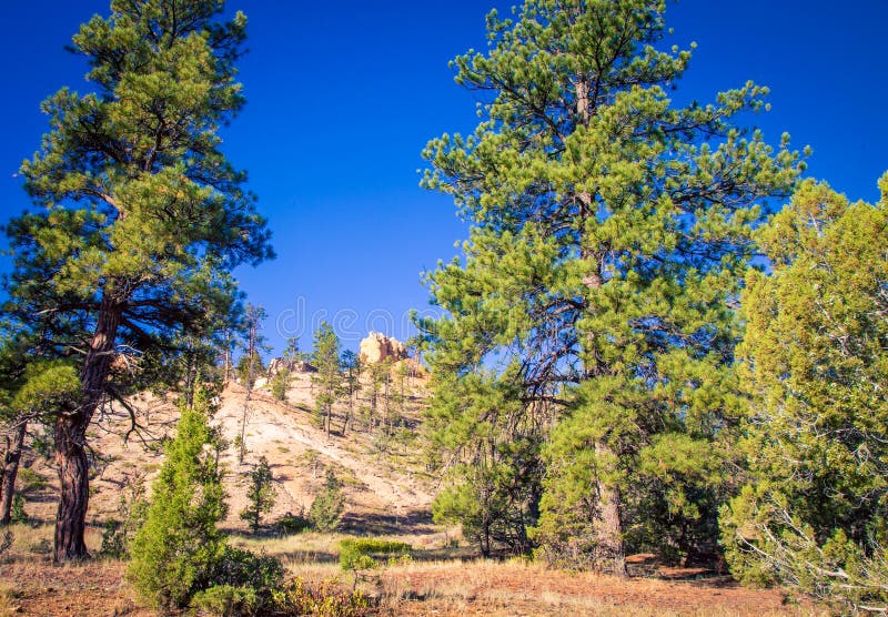 Tree in Bryce Canyon stock image. Image of utah, rock - 133474717