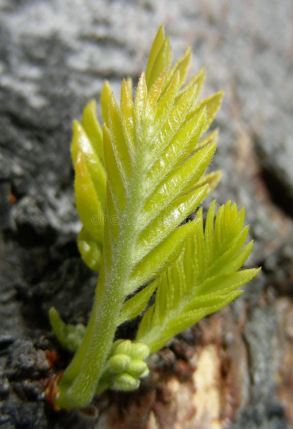 Tree Bud stock photo. Image of trunk, green, bloom, spring - 741986