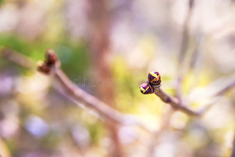 Tree in early spring stock photo. Image of nature, spring - 112340314