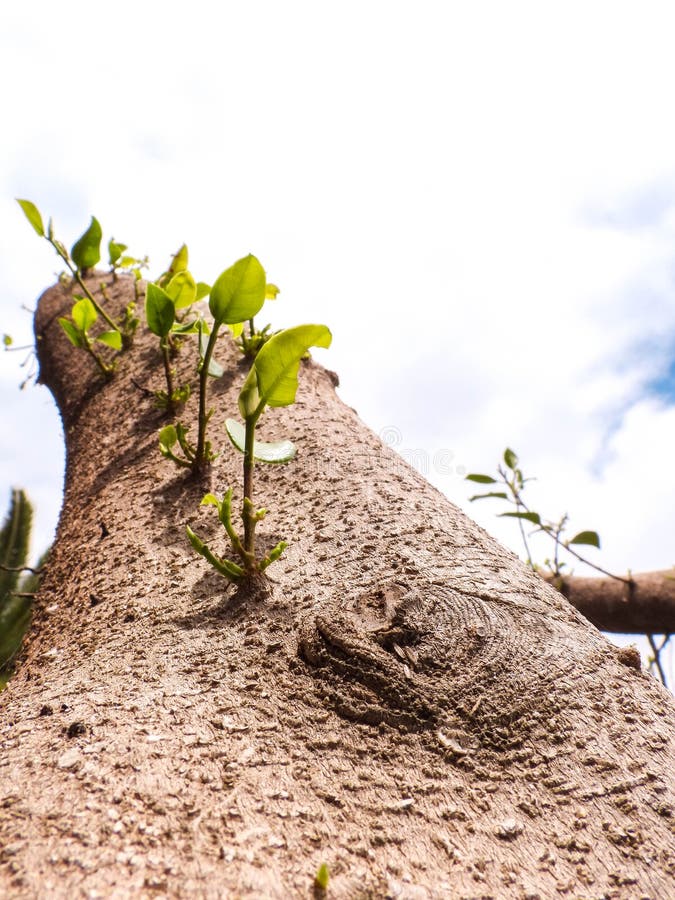 Tree Bud Saplings stock photo. Image of design, copy - 183697028