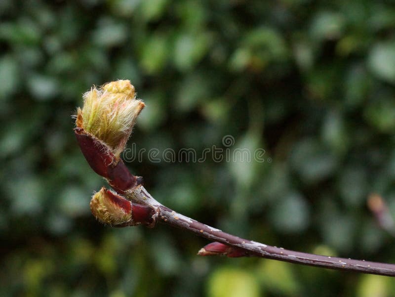 Tree in bud - Spring stock photo. Image of ripening - 178117648