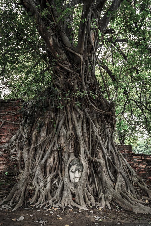 Tree Buddha stock photo. Image of head, ayutthaya, buddha - 34850856
