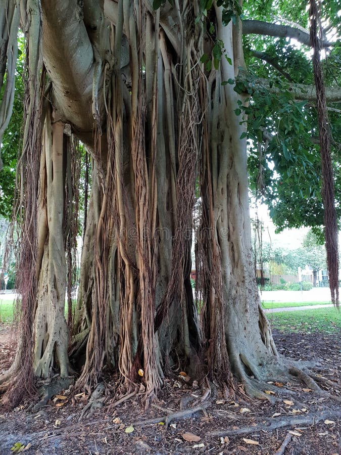 The tree of Buddha stock photo. Image of bonyah, roots - 159950372