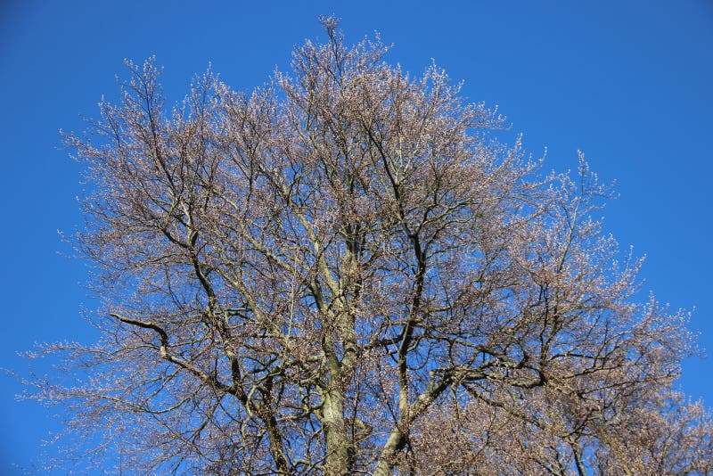 Big Tree Budding Young Green Leaves in Springtime Stock Photo - Image ...