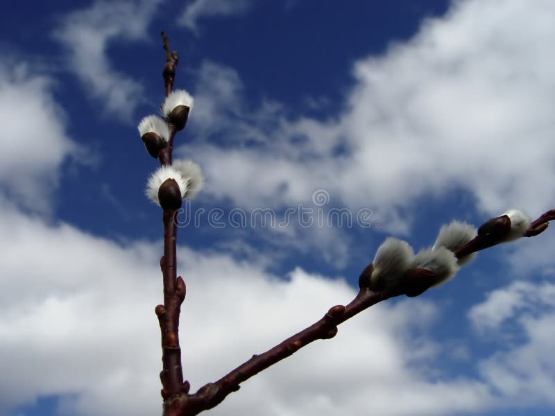 Buding on Trees, Blooming and Young Leaves, Bright Spring Landscape ...