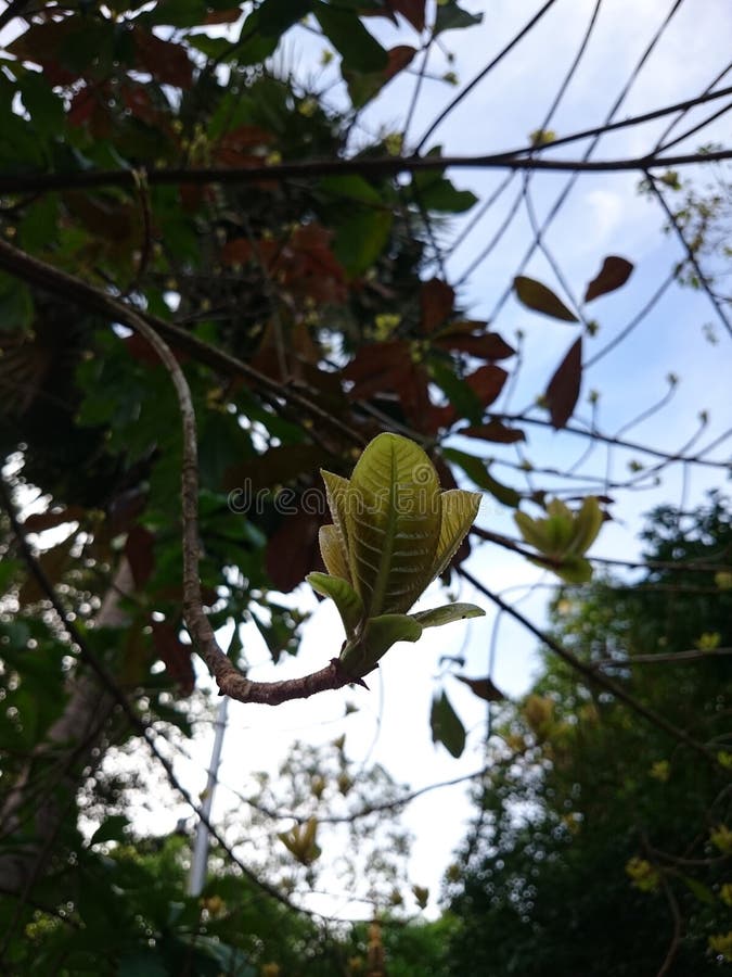 Tree buds editorial photo. Image of like, tree, blue - 102063026
