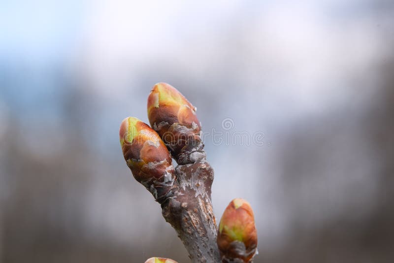 Tree buds stock image. Image of macro, fresh, natural - 176529209