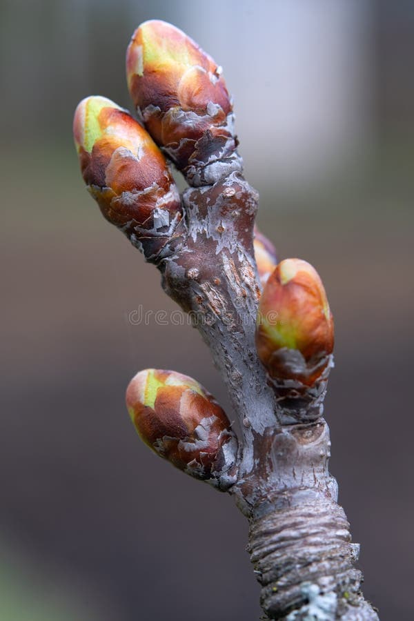 Tree buds stock image. Image of macro, fresh, natural - 176529209