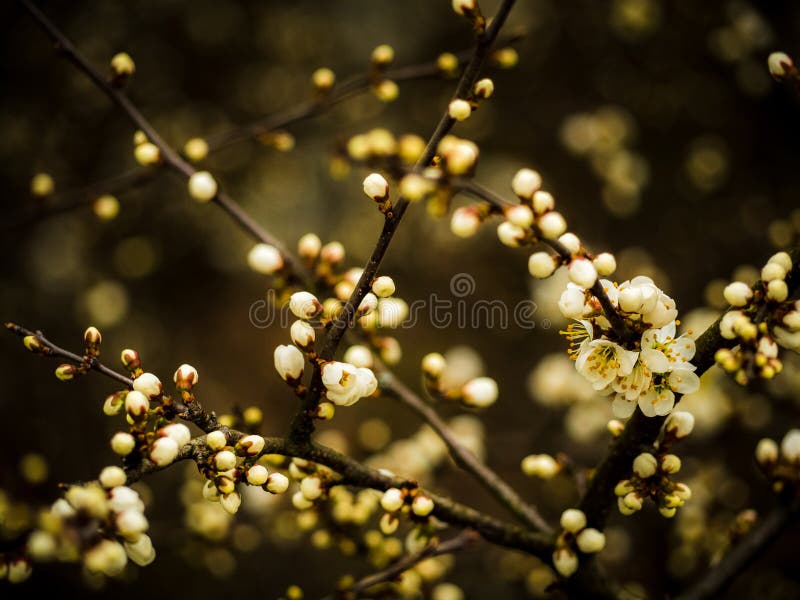 Tree Buds Bursting into Life Stock Image - Image of mothernature, buds ...