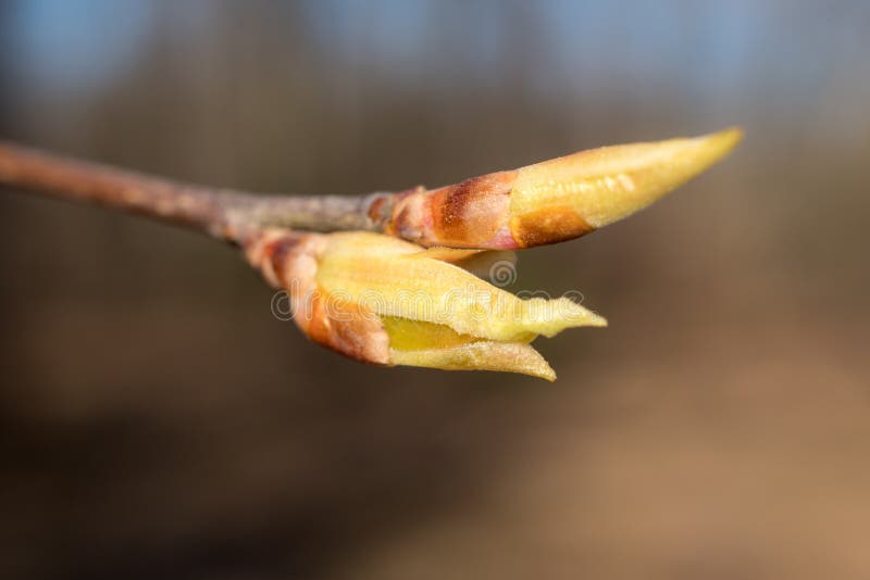 Tree buds close up stock photo. Image of flora, macro - 246362952