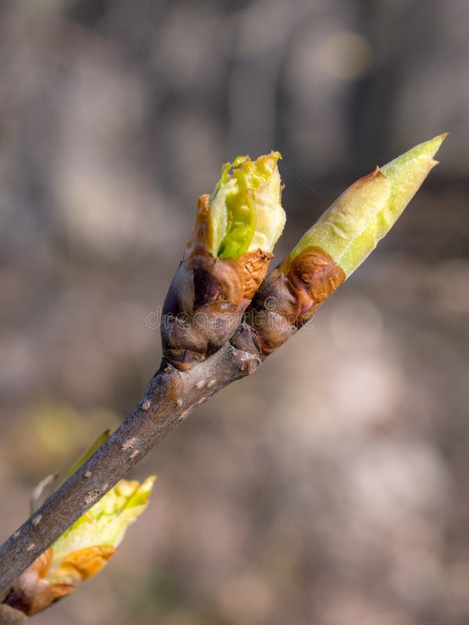 Tree buds close up stock photo. Image of closeup, tree - 181457748