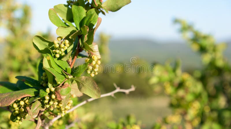 Tree buds closeup stock image. Image of buds, environment - 93649423