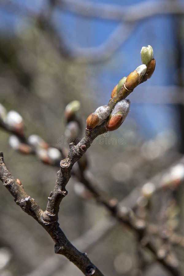 Tree buds in the forest stock image. Image of buds, tree - 248278873