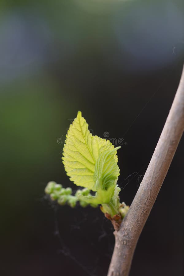 Tree Buds Outdoors in Spring Stock Image - Image of composition, spring ...