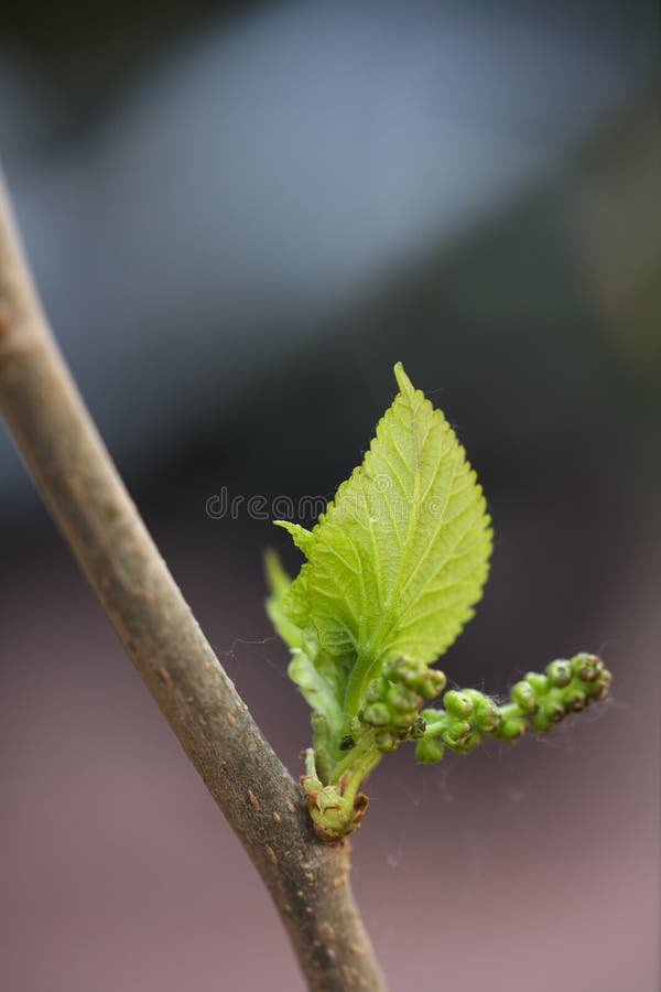 Tree Buds Outdoors in Spring Stock Image - Image of green, season ...