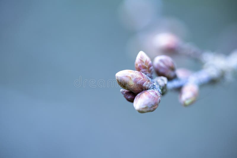 Tree Buds Ready To Burst Close Up Stock Image - Image of focus ...