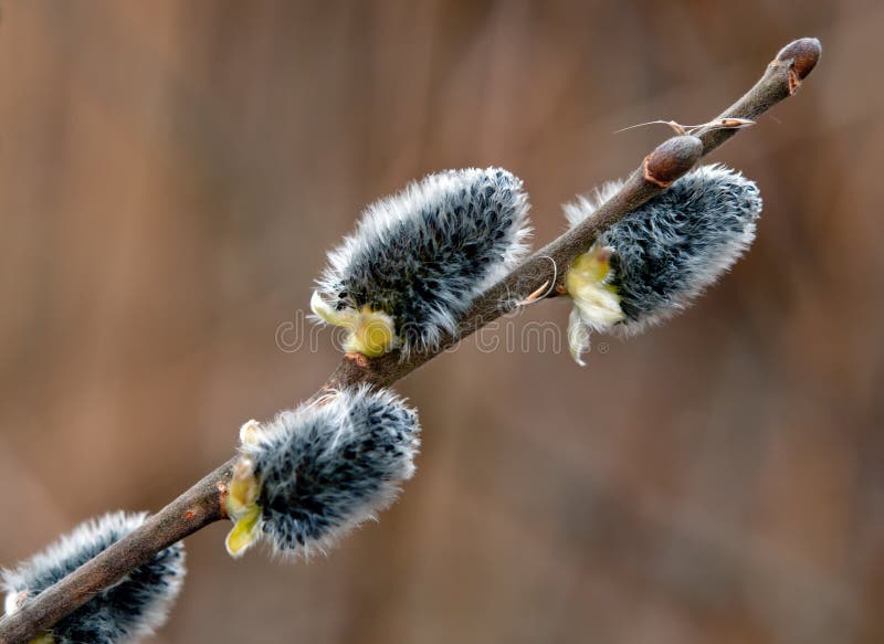 Tree buds stock photo. Image of organic, macro, botany - 51762416