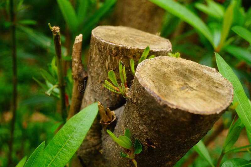 Tree buds stock photo. Image of landscape, tree, giving - 90100614