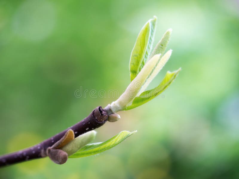 Spring Buds Sprouting on a Grape Vine Stock Photo - Image of growth ...