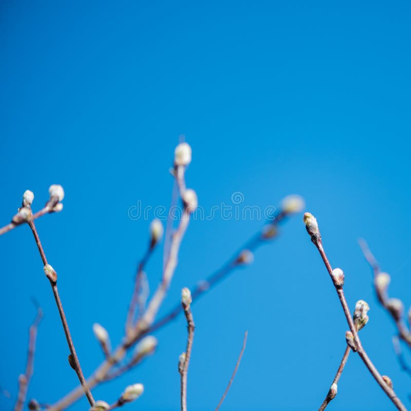 Tree buds in spring stock photo. Image of gardening - 130216328