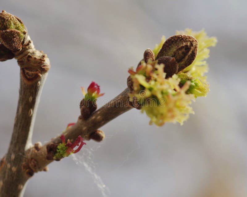Tree Buds in the Springtime Stock Image - Image of spring, growth ...