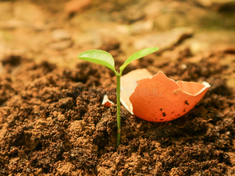 Tree Buds, Two-leaf Sprouts, and Eggshells beside Them Stock Photo ...