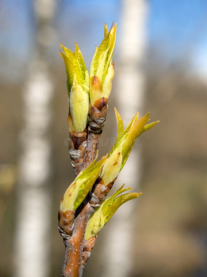 Tree Buds with Young Leaves Stock Image - Image of sunlight, growth ...