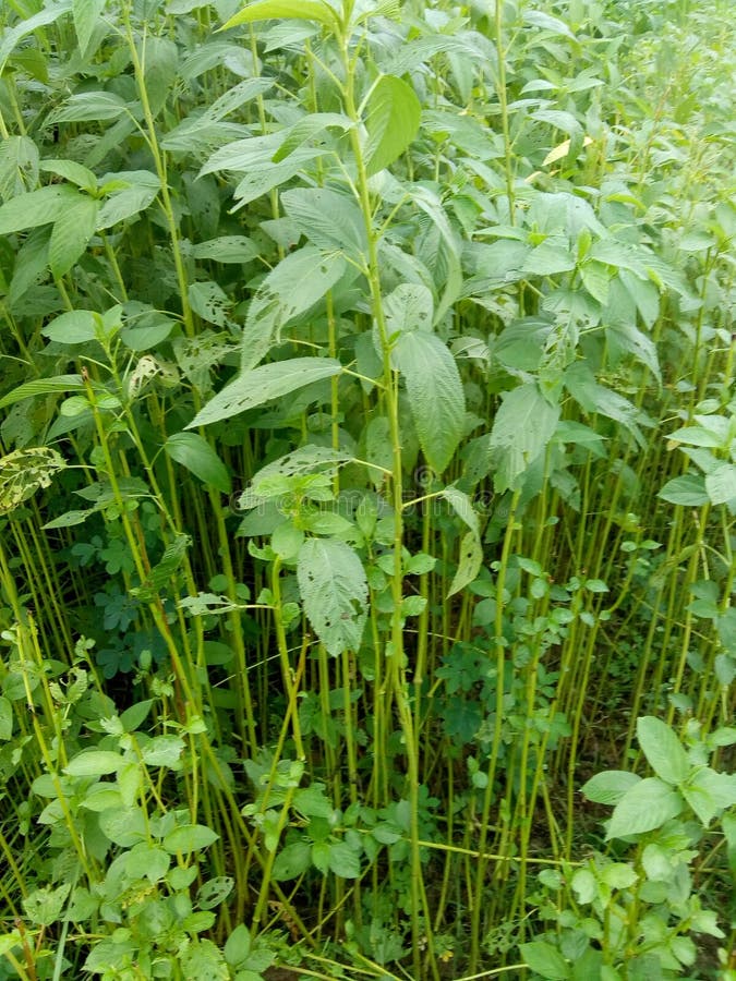 Jute stock image. Image of fiver, build, india, tree - 127124991