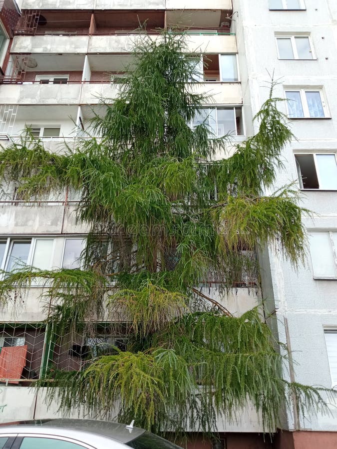 Tree with building stock image. Image of garden, courtyard - 226401197