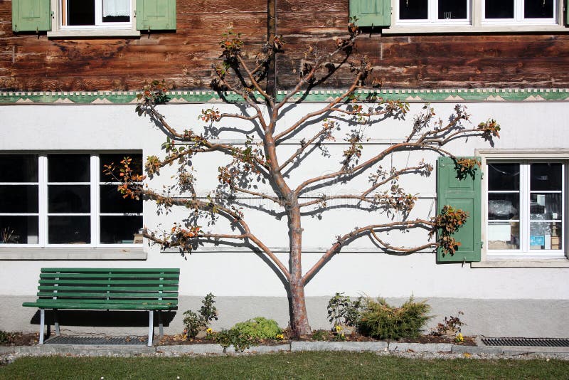 Tree on the Building Facade Stock Photo - Image of climbing, garden ...