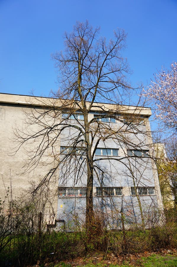 Tree and building stock photo. Image of tree, grass, front - 39340228