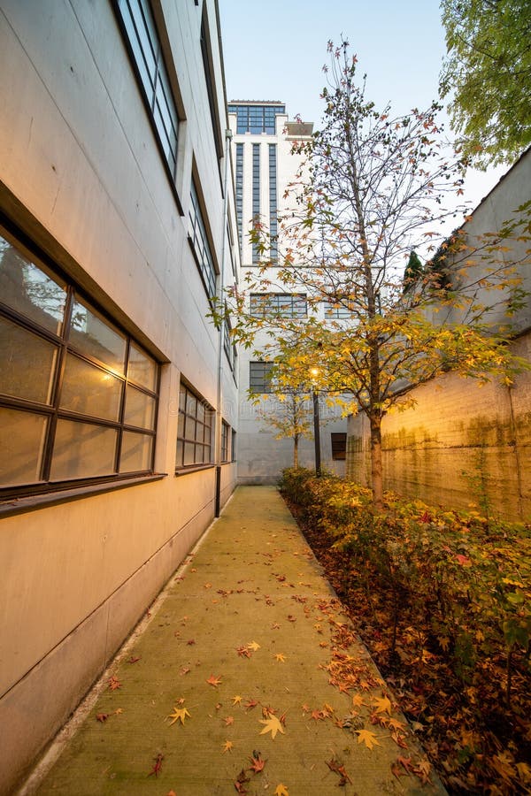 Tree between buildings stock photo. Image of luxury - 234640964