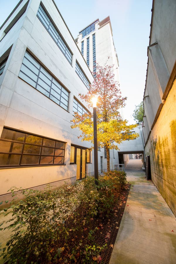 Tree between buildings stock image. Image of column - 234640981