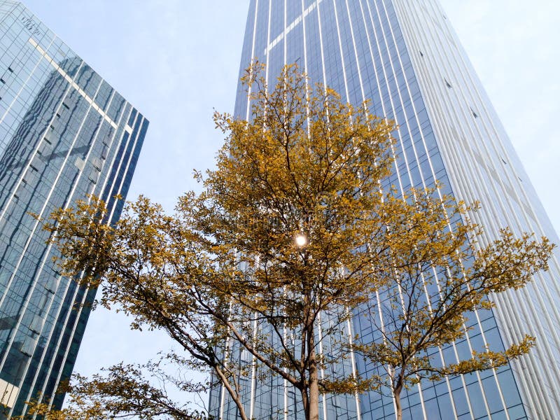 Tree among buildings stock photo. Image of skyscraper - 59449322