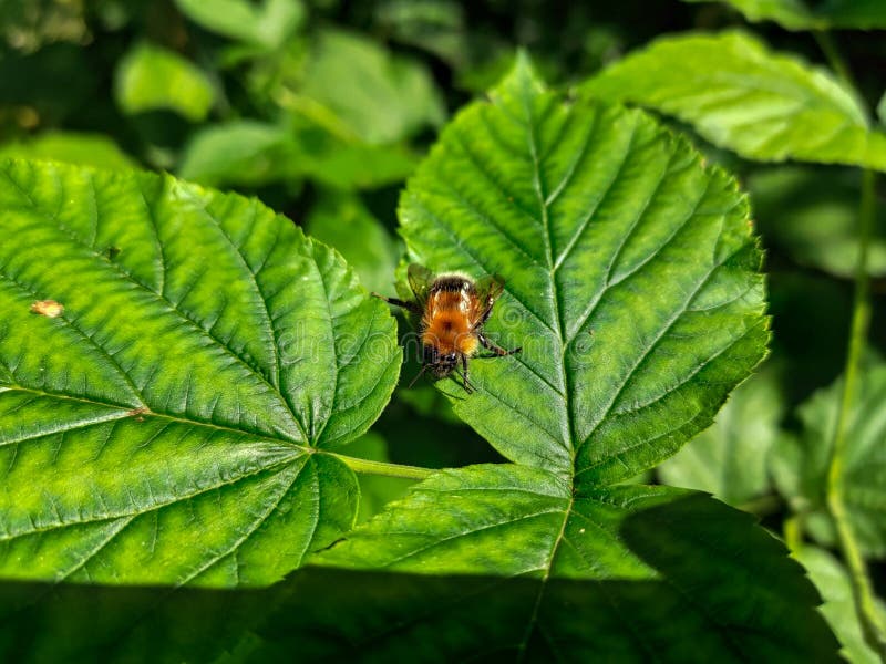 The Tree Bumblebe Sitting on a Leaf Stock Photo - Image of details ...