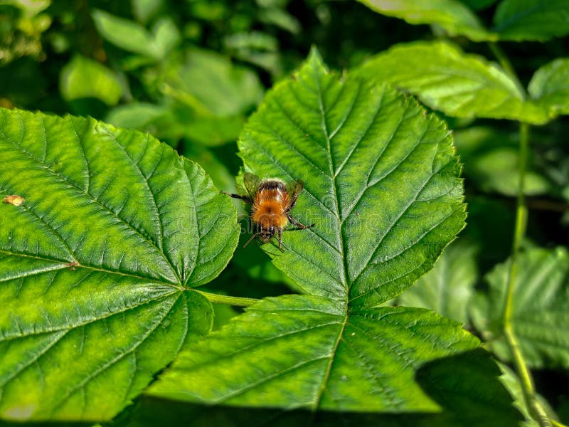 The Tree Bumblebe Sitting on a Leaf Stock Photo - Image of striped ...