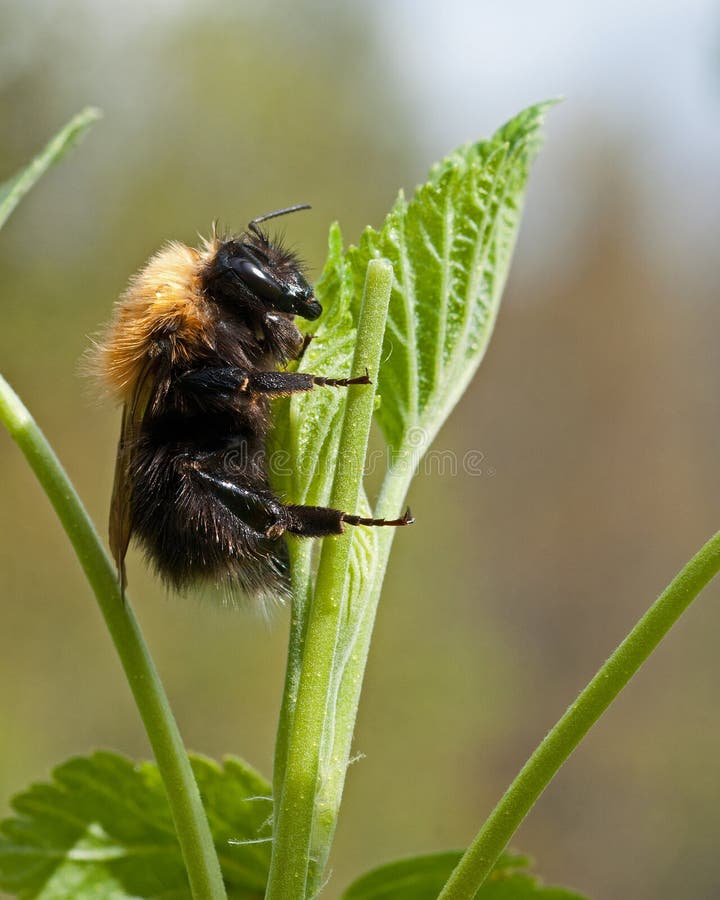 The Tree Bumblebee Bombus Hypnorum Stock Image - Image of summer ...