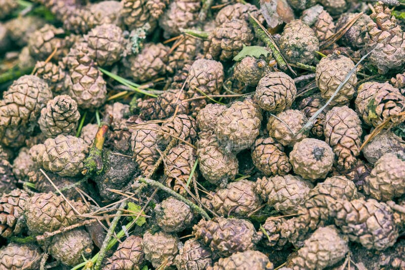 Tree Bumps Lie on the Ground General Plan Stock Image - Image of leaf ...