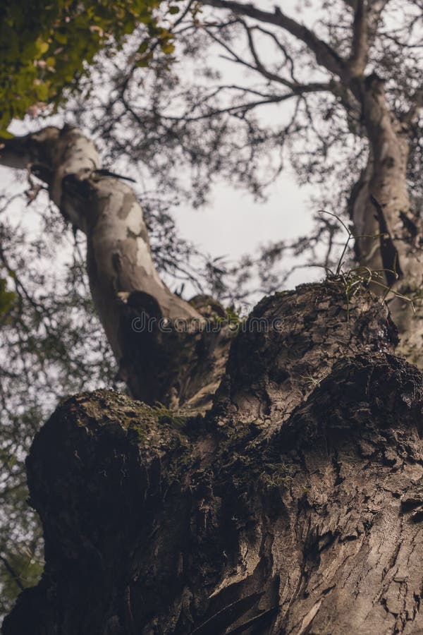 Tree with Bumps Seen from Below Towards the Sky Stock Photo - Image of ...