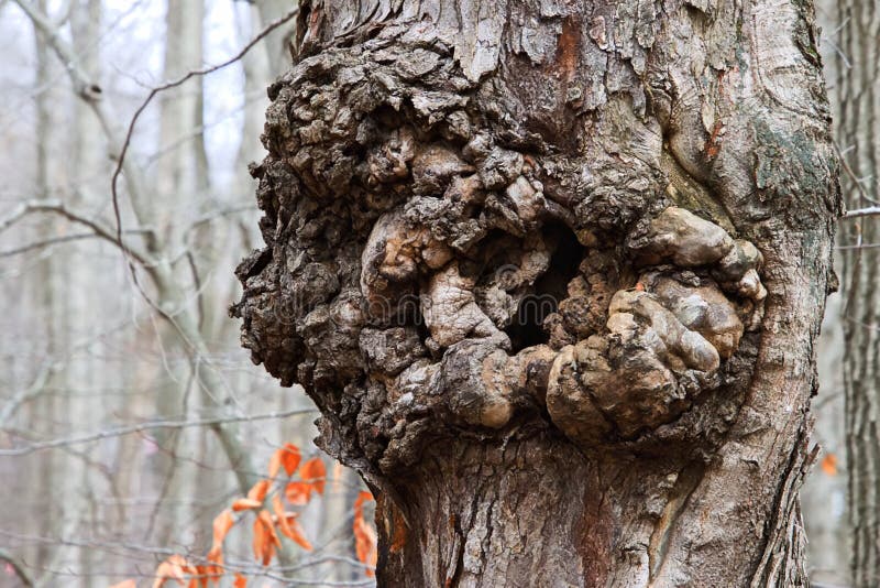 Hole in Gnarly Bumpy Tree stock image. Image of details - 300179951