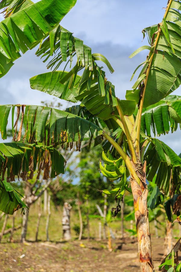 A Tree with a Bunch of Bananas on it Stock Photo - Image of beautiful ...