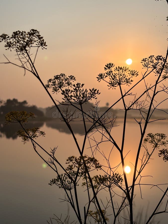 A Tree with a Bunch of Leaves and a Body of Water in the Background Stock Photo - Image of ...