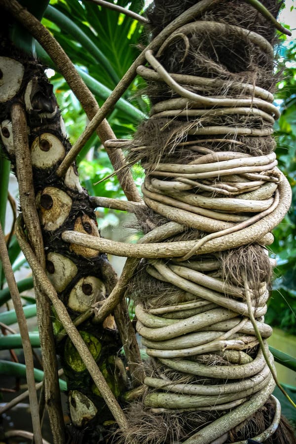 A Tree with a Bunch of Vines Wrapped Around it Stock Photo - Image of ...
