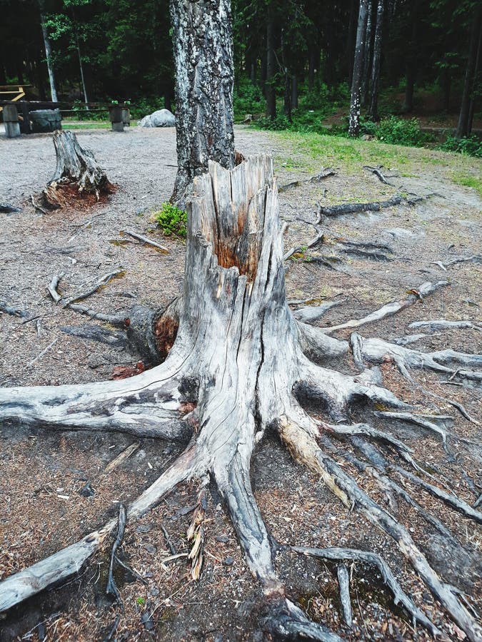 Tree bundle stock image. Image of green, rain, tree - 119560365