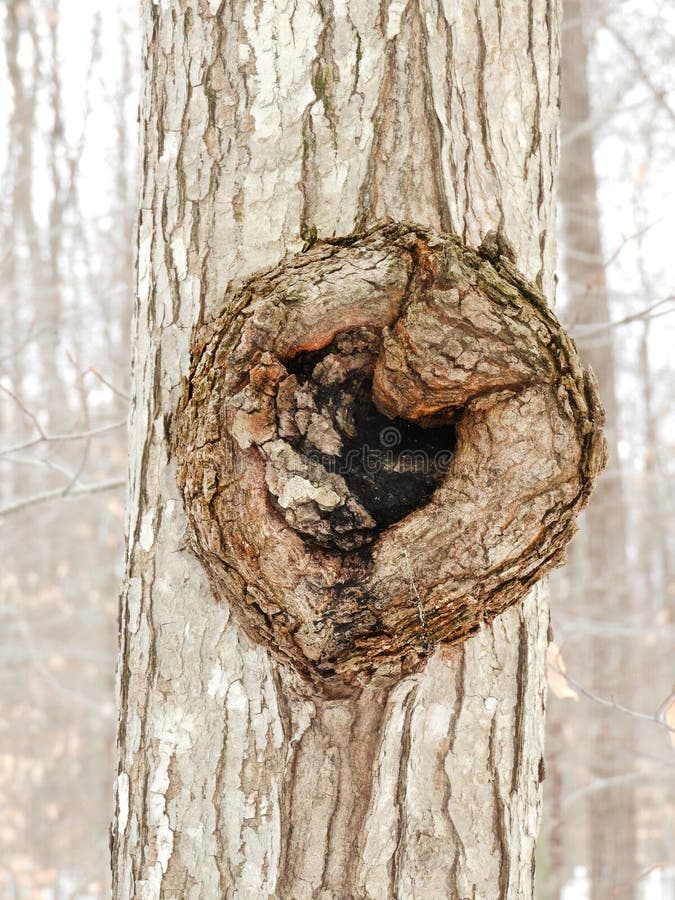 Tree Burl Growing on Forest Tree in NYS FingerLakes Stock Photo - Image ...