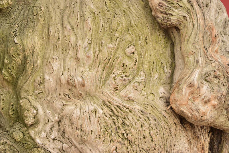 Tree burl stock image. Image of porously, dirty, decor - 52330963