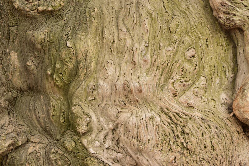 Tree burl stock photo. Image of mark, grunge, crust, gnarled - 52331046