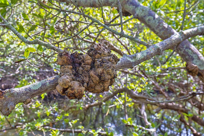 Tree Burl on a Branch stock image. Image of knots, trunk - 121271293