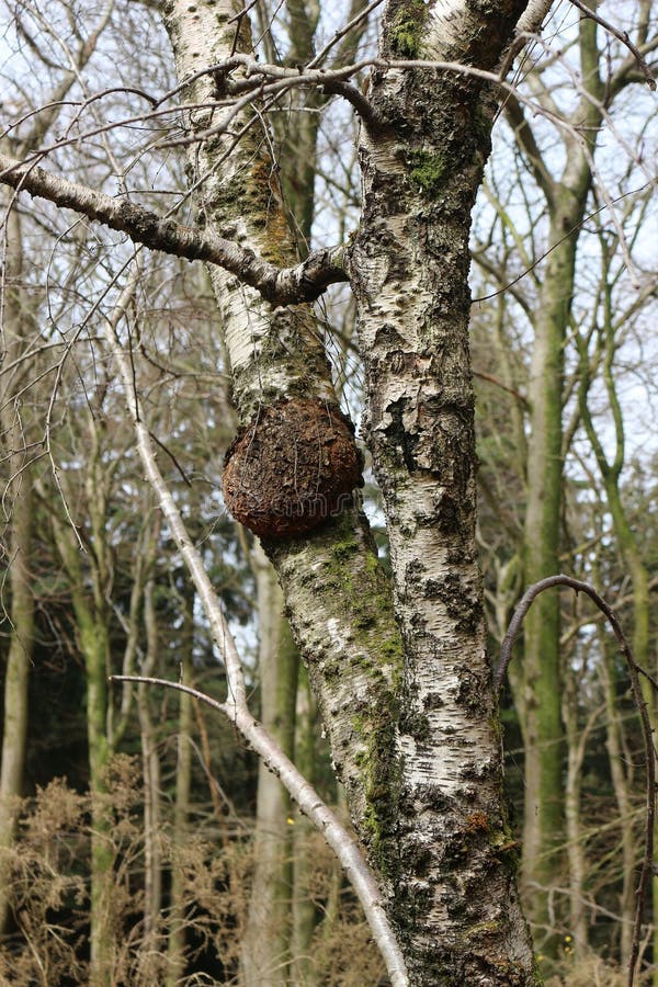 Tree Burl on a Silver Birch Tree Stock Image - Image of plant, anomaly ...